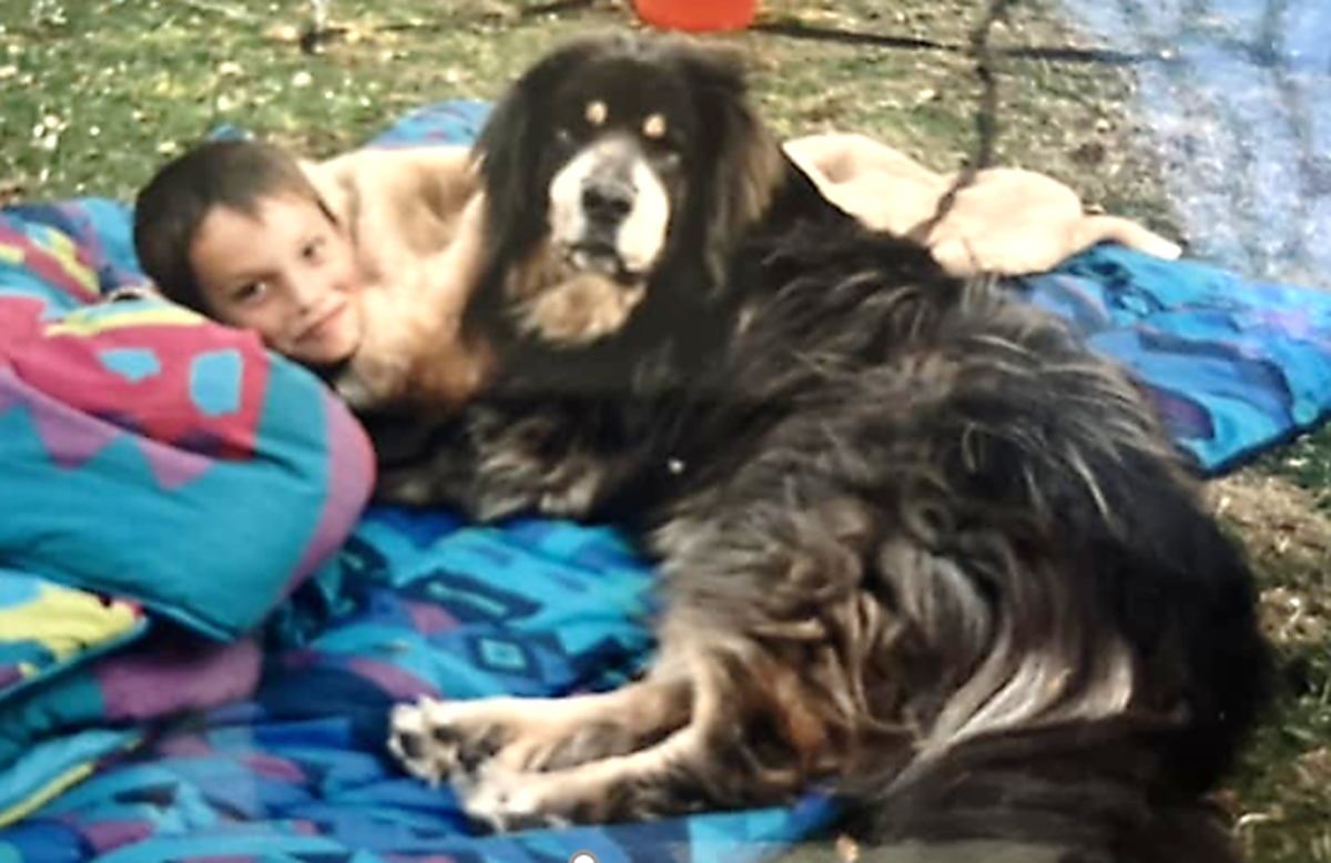 The 11 Largest Dogs From Asian Countries - HubPages