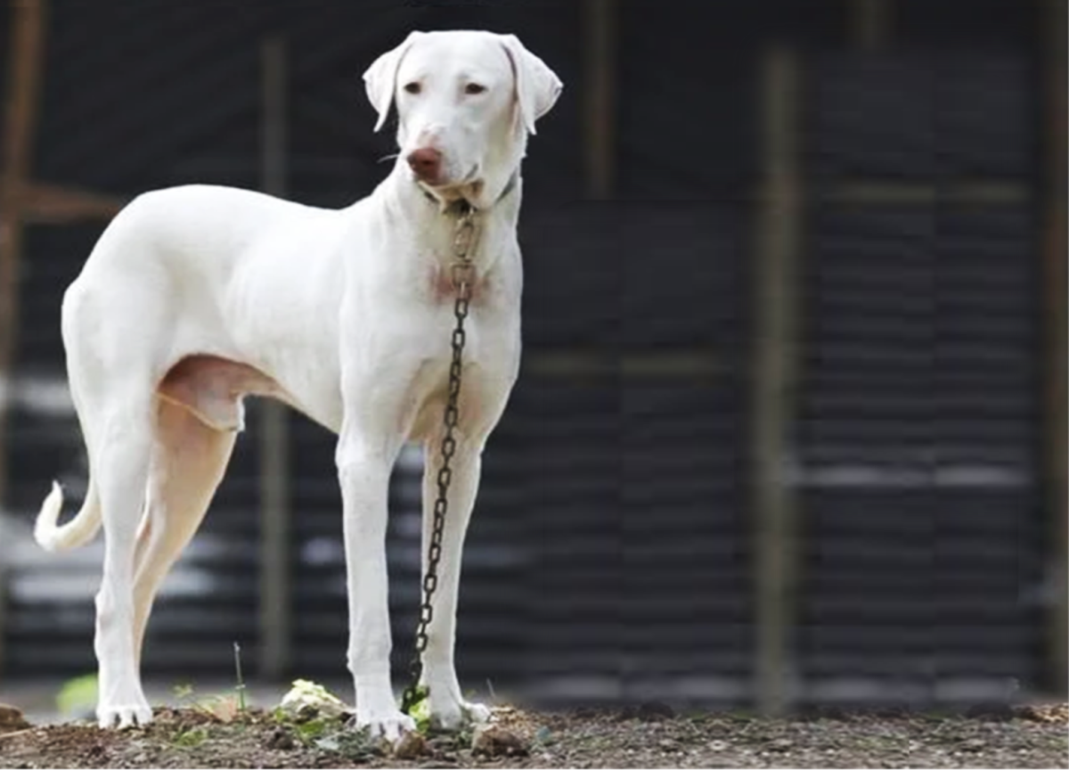 The 11 Largest Dogs From Asian Countries - HubPages