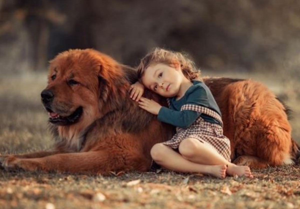 The 11 Largest Dogs From Asian Countries - HubPages