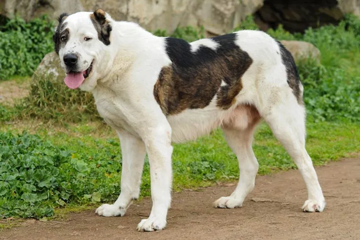 The 11 Largest Dogs From Asian Countries - HubPages