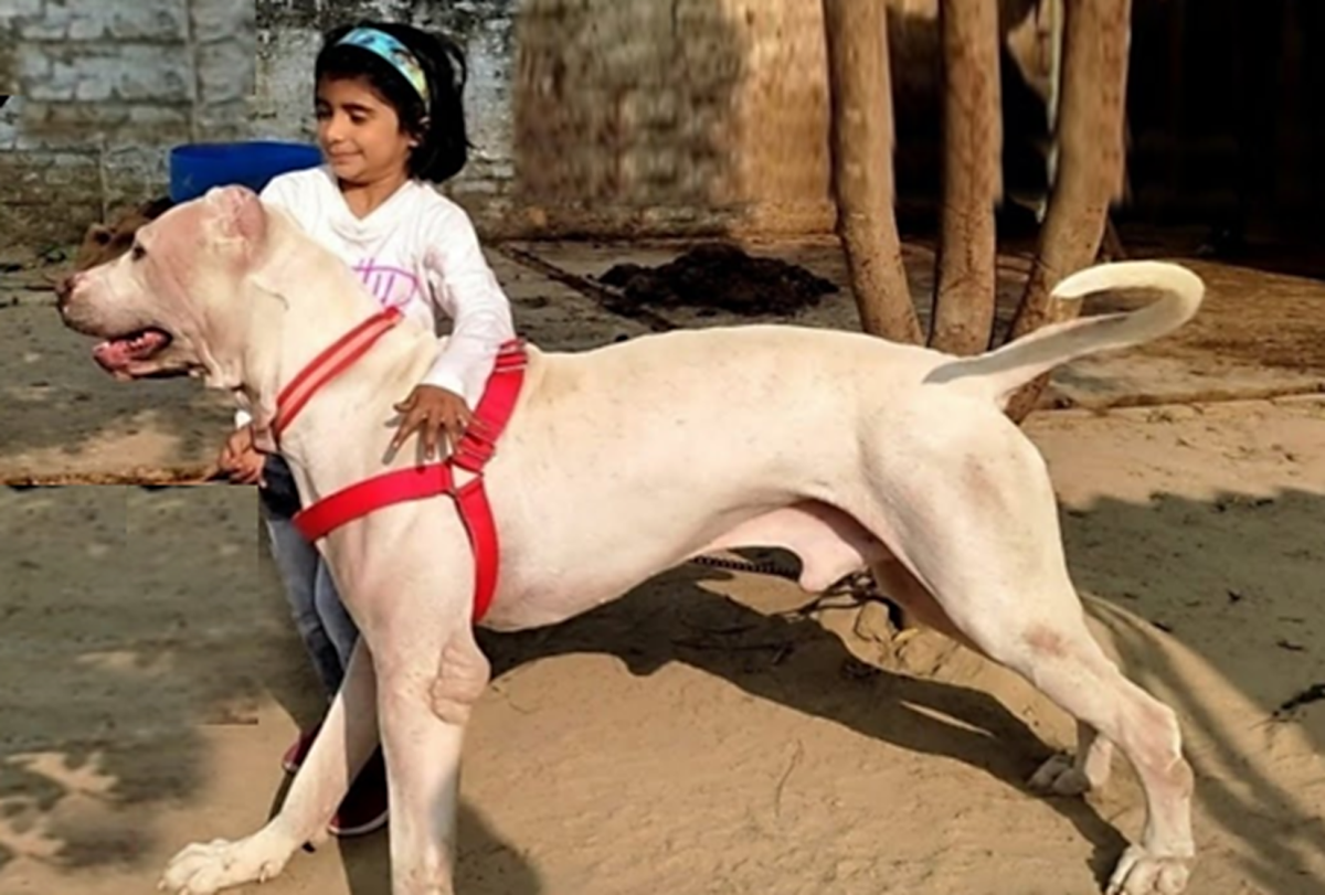 The 11 Largest Dogs From Asian Countries - HubPages