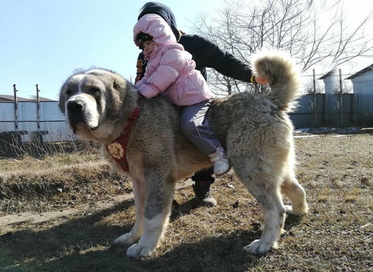 The 11 Largest Dogs From Asian Countries - HubPages