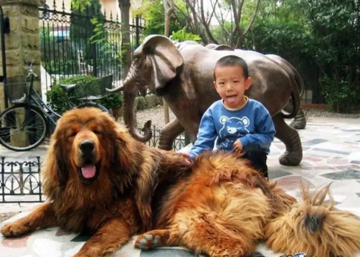 The 11 Largest Dogs From Asian Countries - HubPages