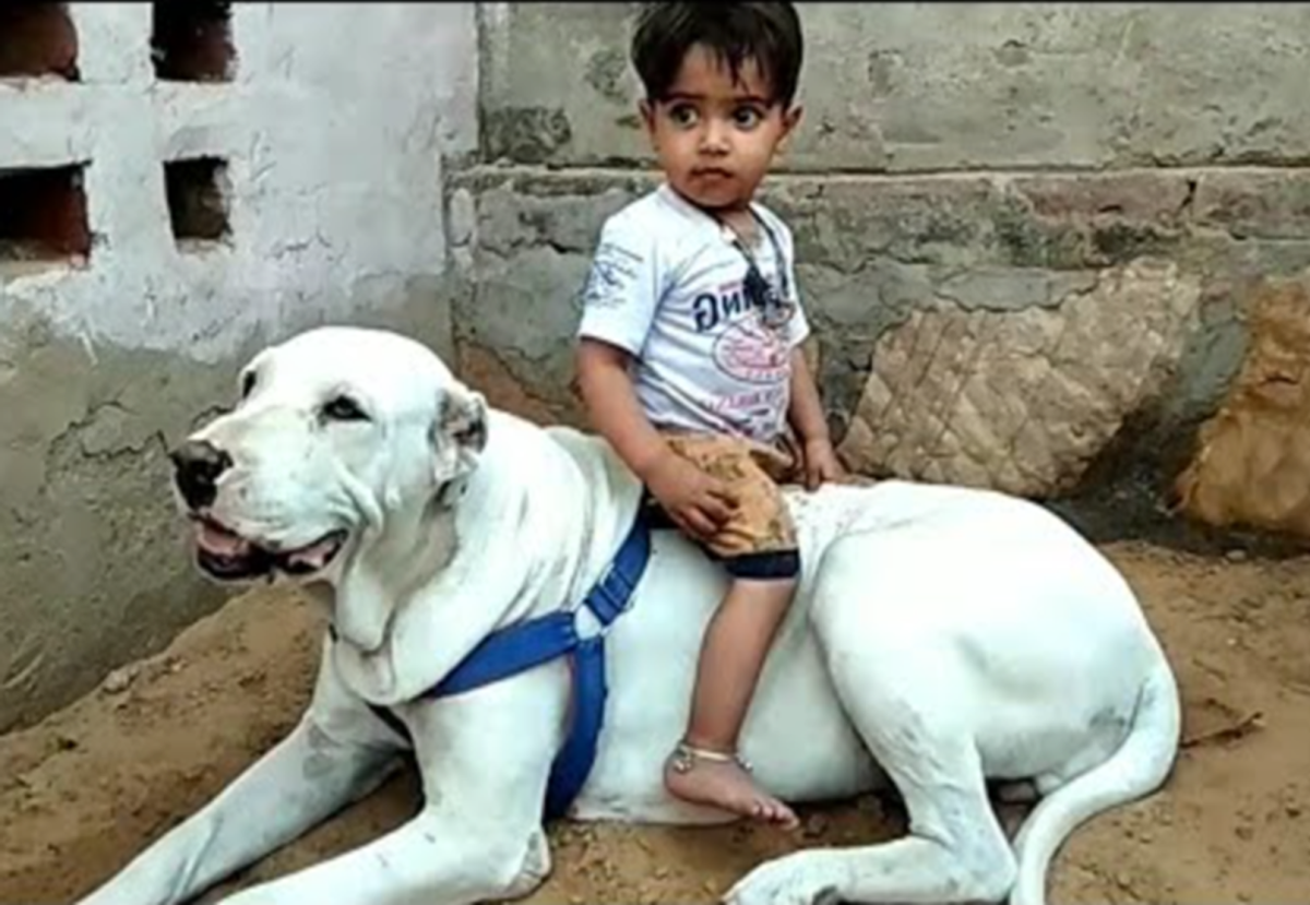 The 11 Largest Dogs From Asian Countries - HubPages