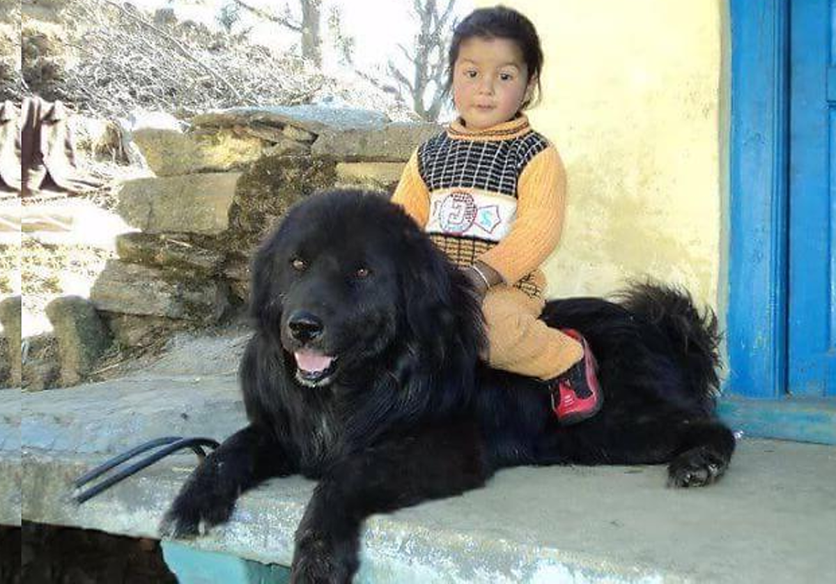 The 11 Largest Dogs From Asian Countries - HubPages