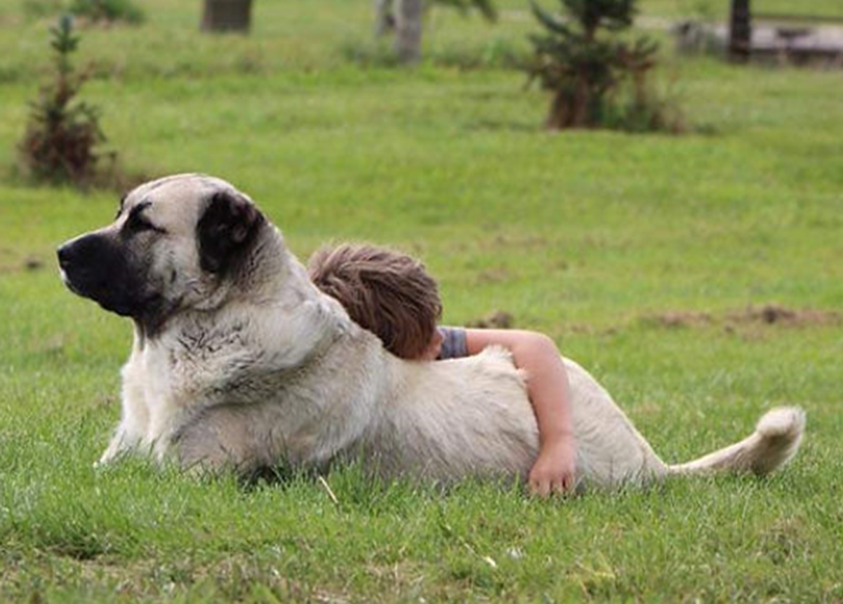 The 11 Largest Dogs From Asian Countries - HubPages