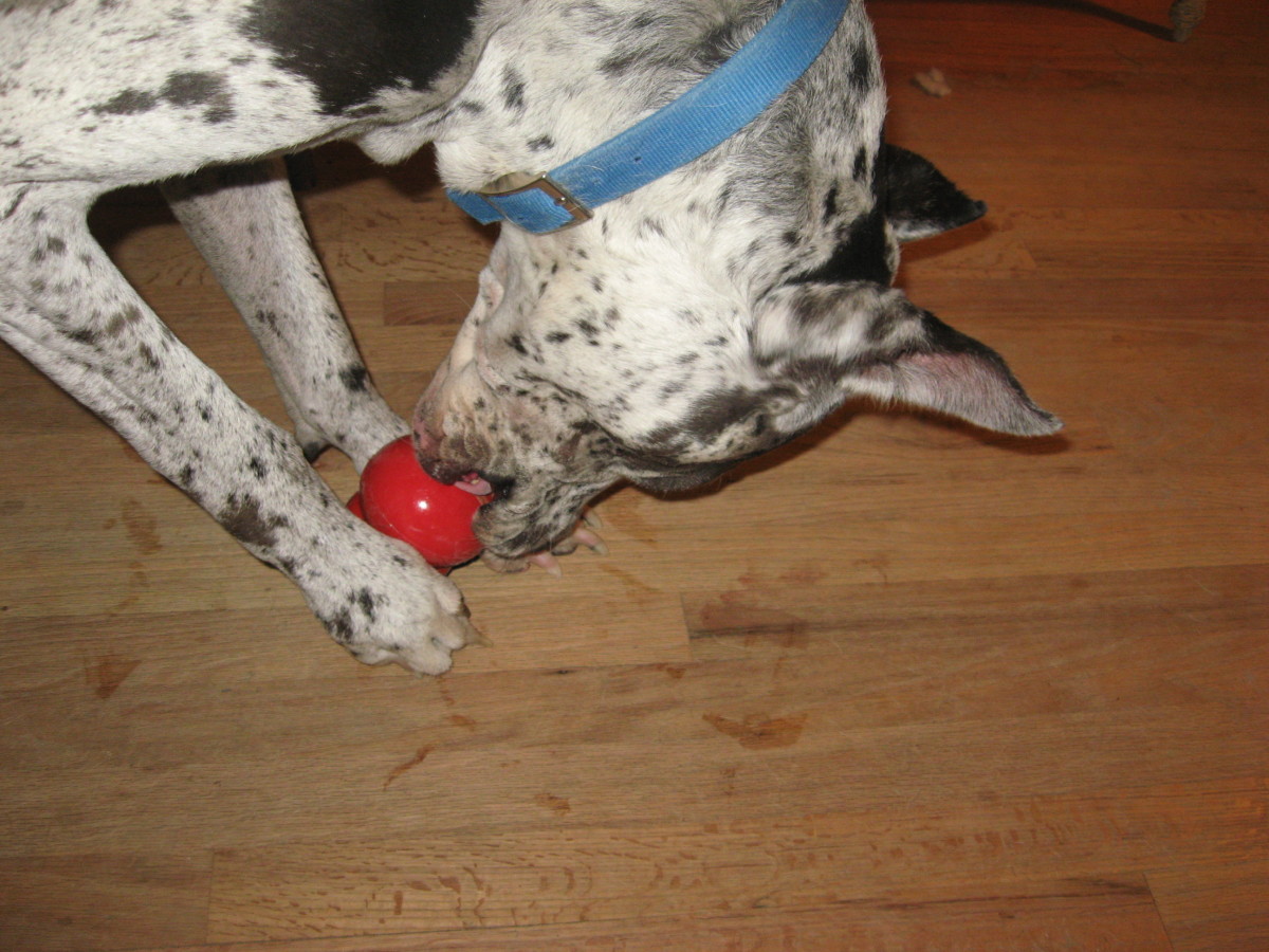 How to Get a Lazy Dog to Exercise - HubPages