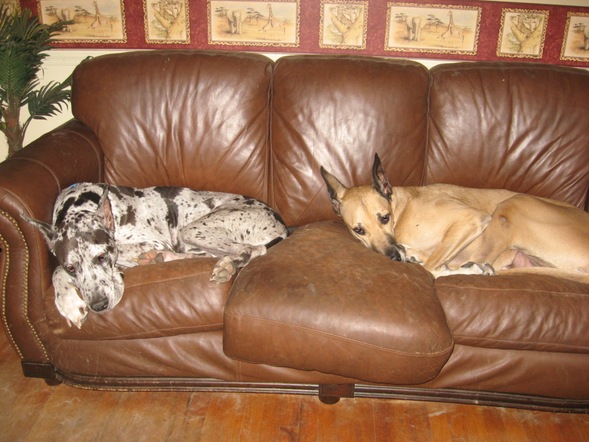 How to Get a Lazy Dog to Exercise - HubPages