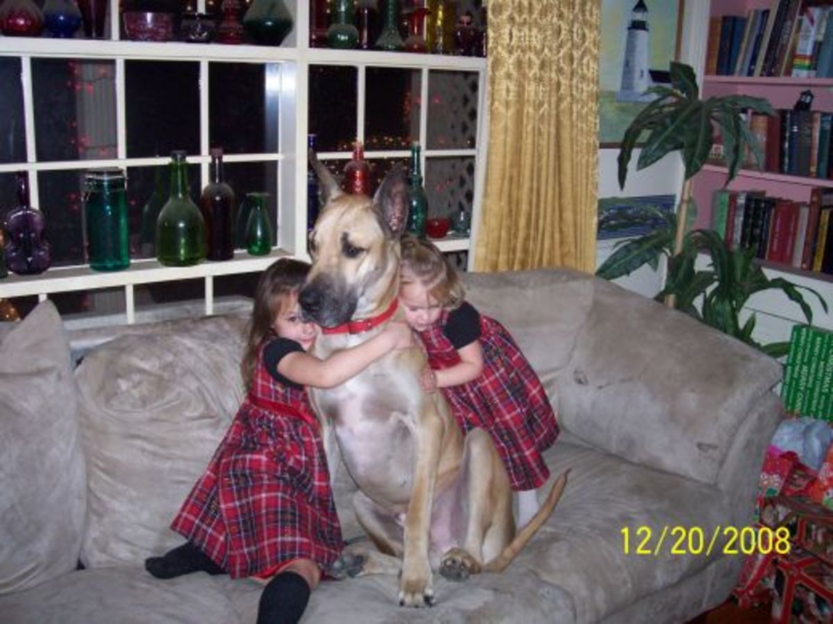 How to Get a Lazy Dog to Exercise - HubPages