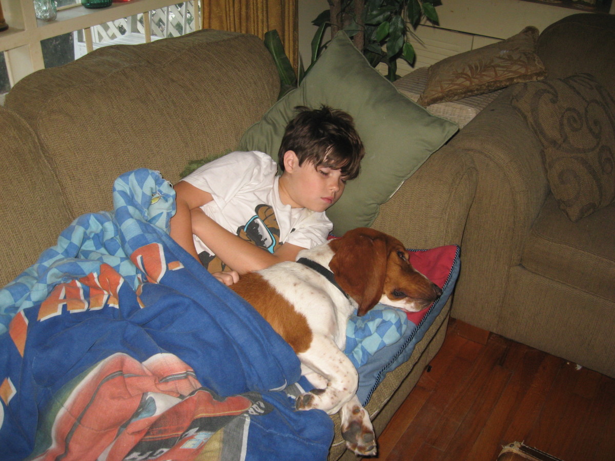 How to Get a Lazy Dog to Exercise - HubPages