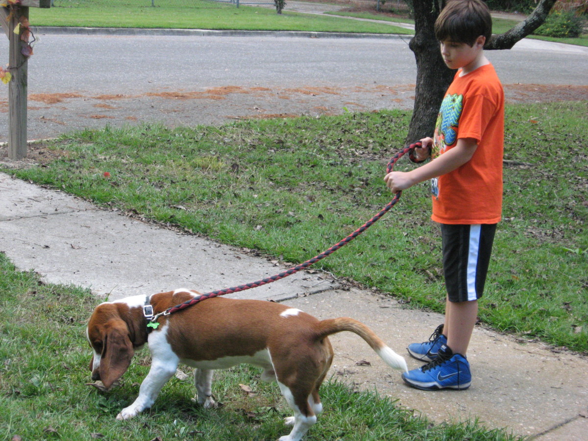 How to Get a Lazy Dog to Exercise - HubPages