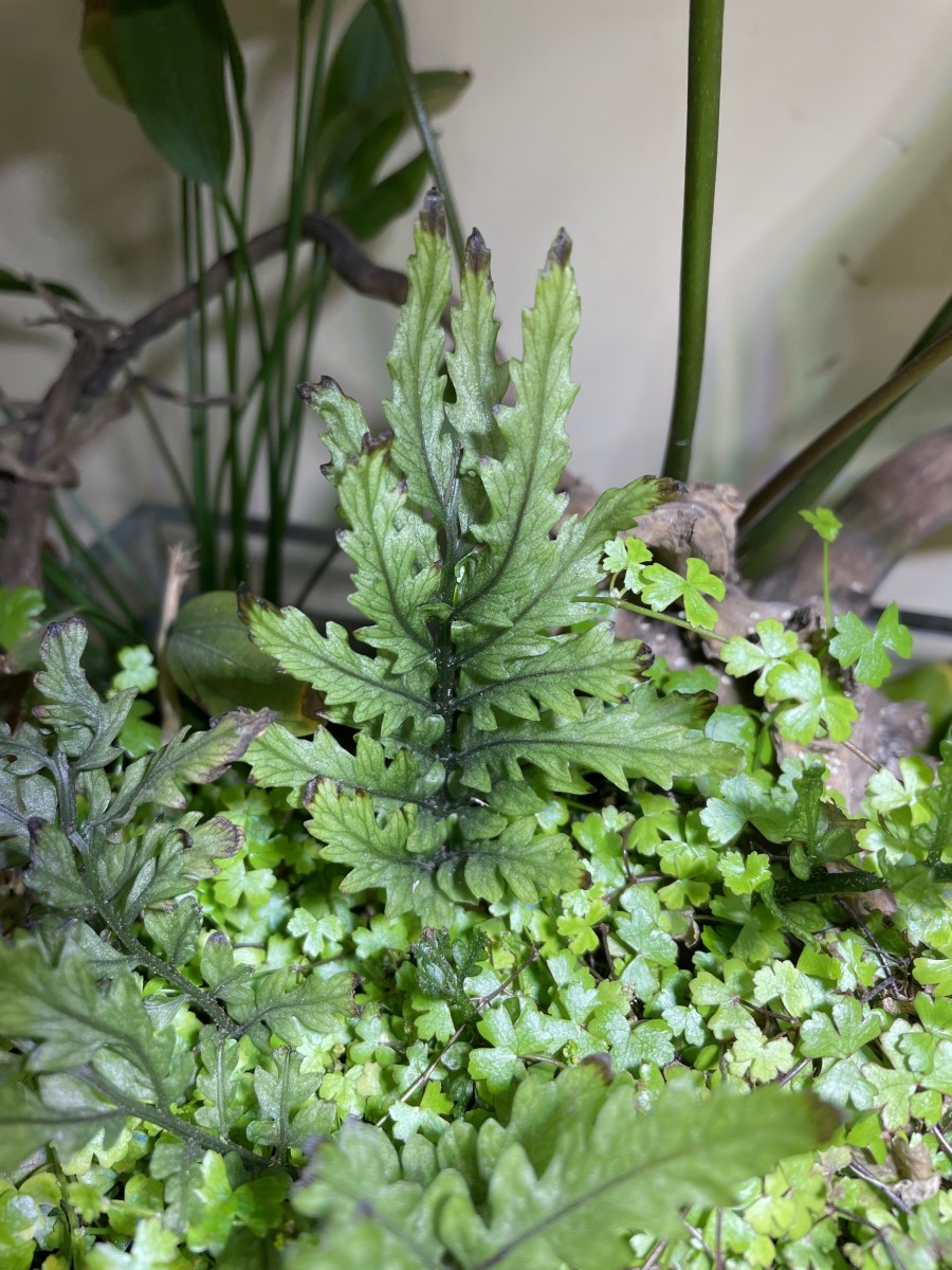 Illustrated Guide to the Top 5 Aquatic Ferns - HubPages