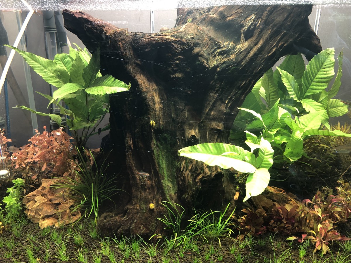 Illustrated Guide to the Top 5 Aquatic Ferns - HubPages