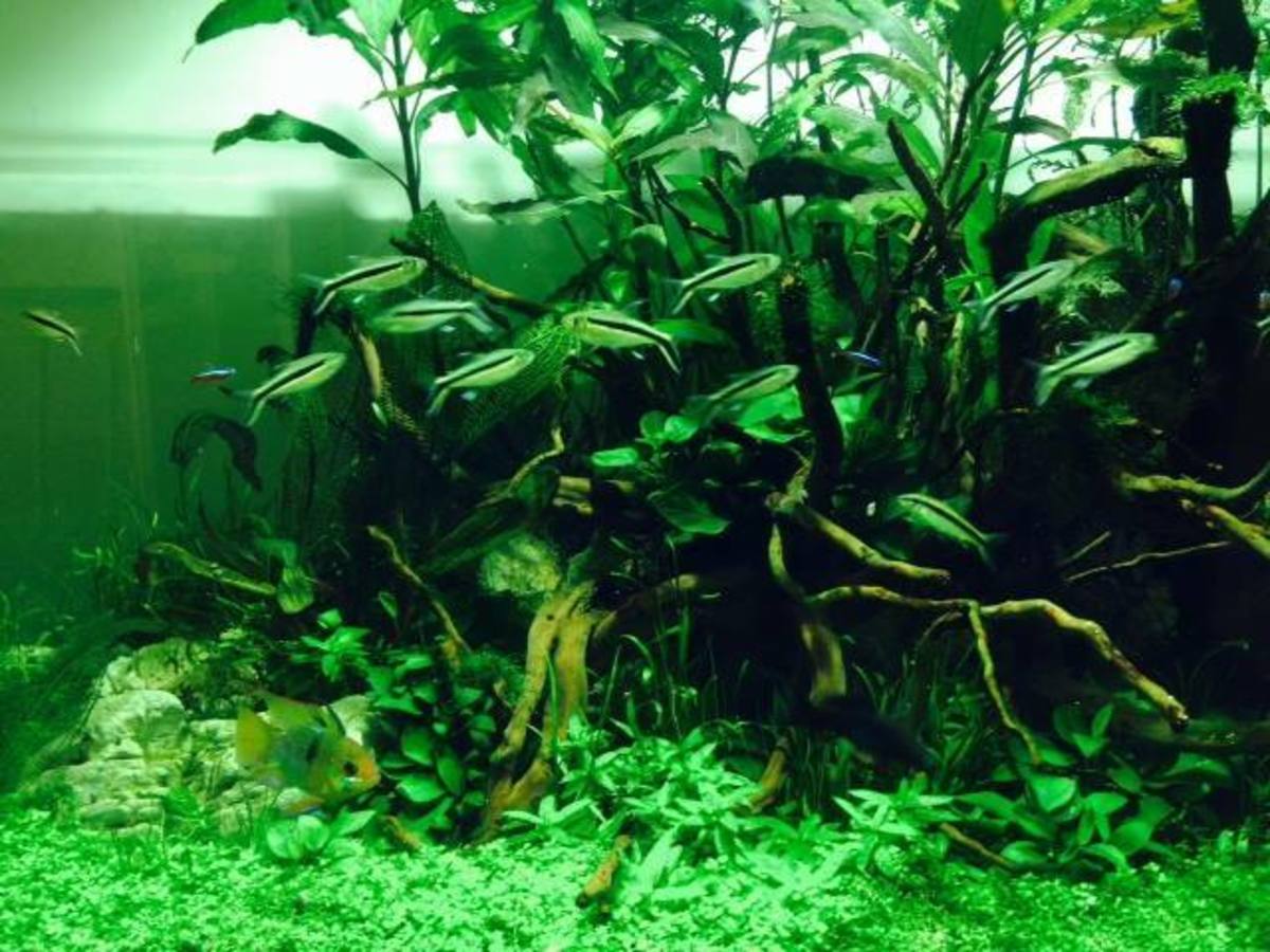 25 Plants That Make a Perfect Dutch Aquarium - HubPages
