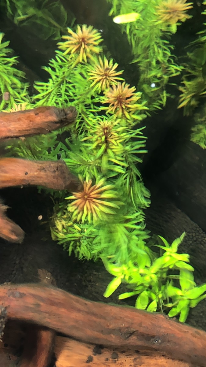 25 Plants That Make a Perfect Dutch Aquarium - HubPages