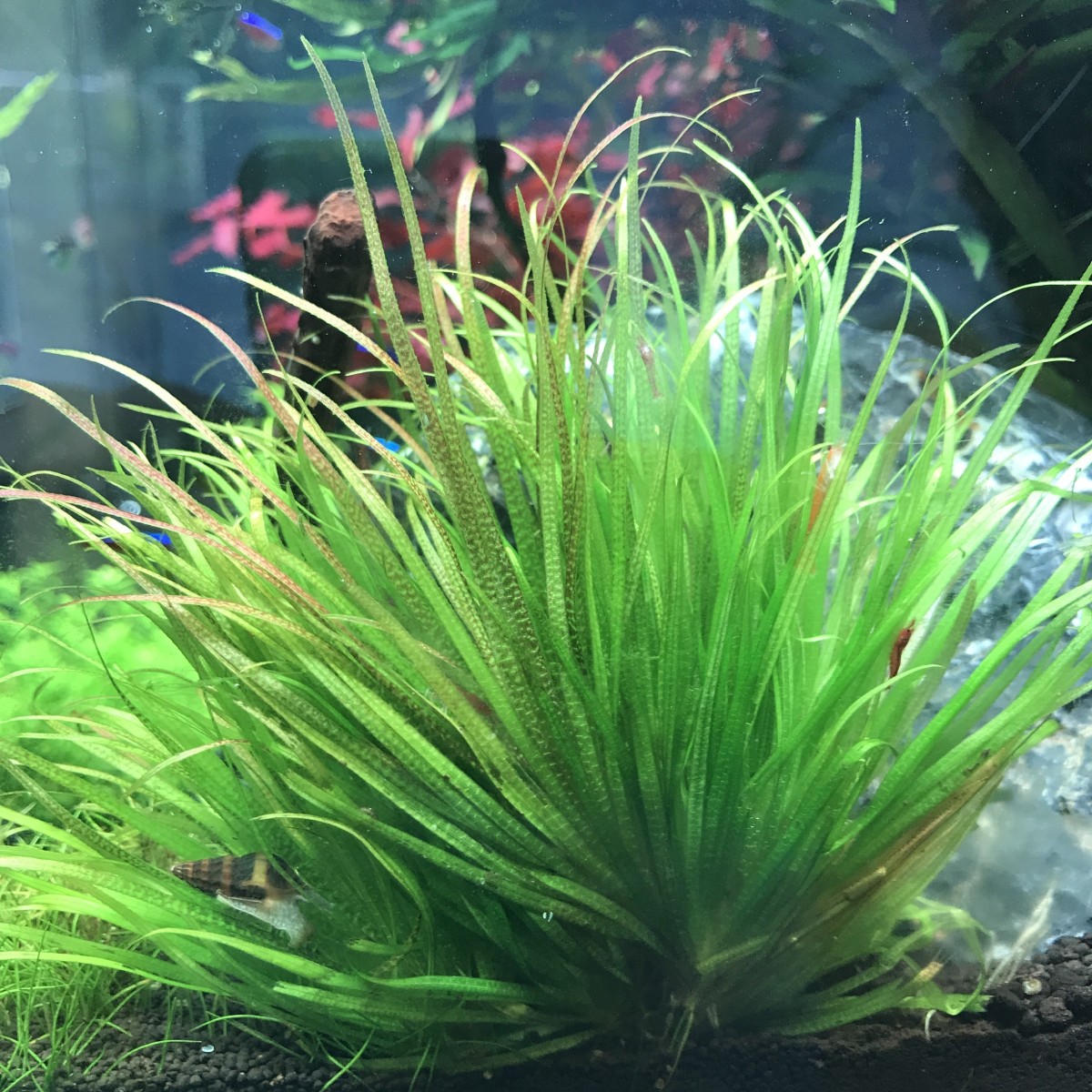 25 Plants That Make a Perfect Dutch Aquarium - HubPages