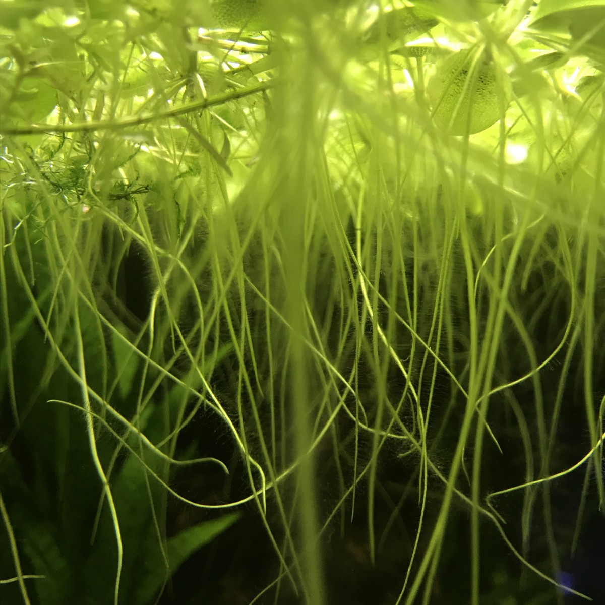 25 Plants That Make a Perfect Dutch Aquarium - HubPages