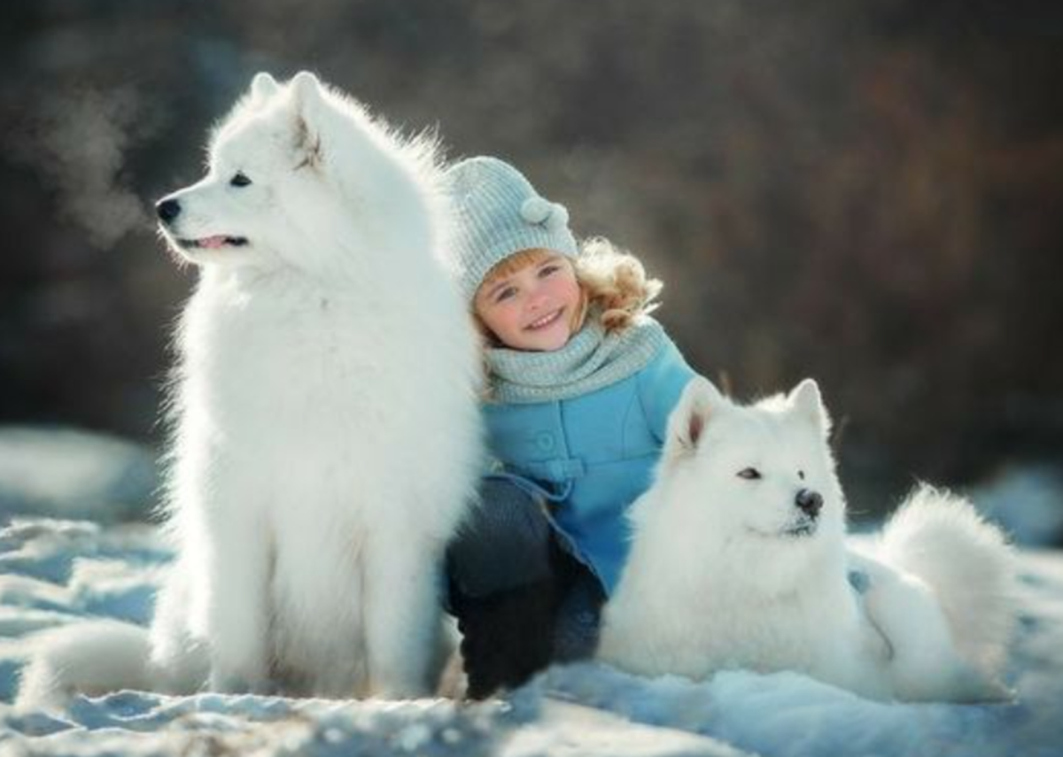 Top 15 High Maintenance Dog Breeds - HubPages