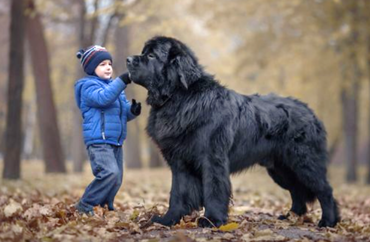 Top 15 High Maintenance Dog Breeds - HubPages