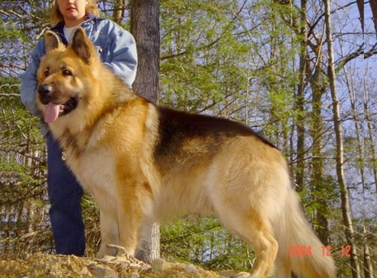 Top 15 High Maintenance Dog Breeds - HubPages