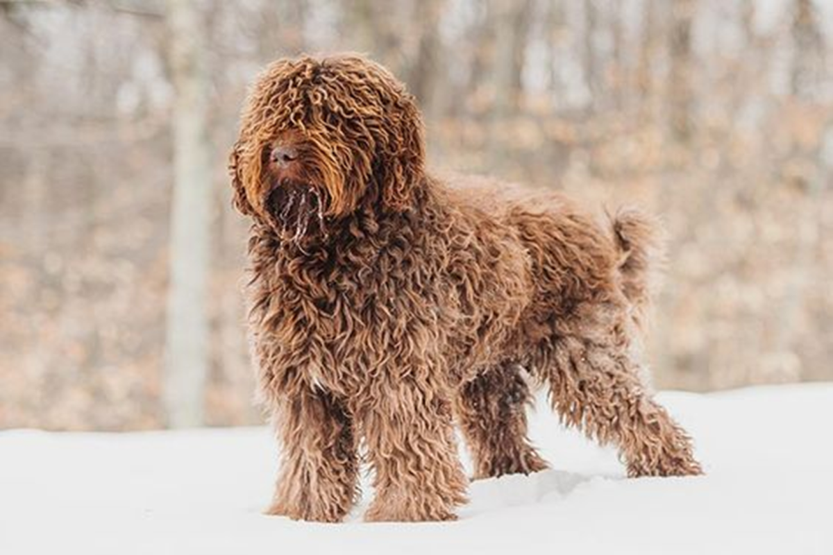 Top 15 High Maintenance Dog Breeds - HubPages