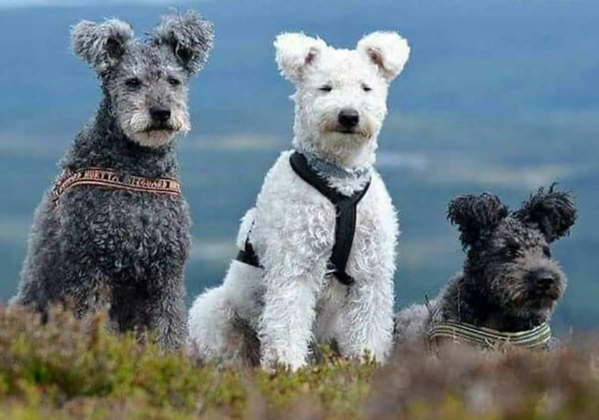 Top 15 High Maintenance Dog Breeds - HubPages