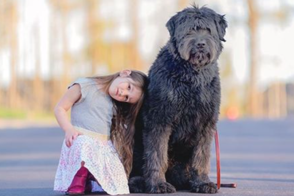 Top 15 High Maintenance Dog Breeds - HubPages
