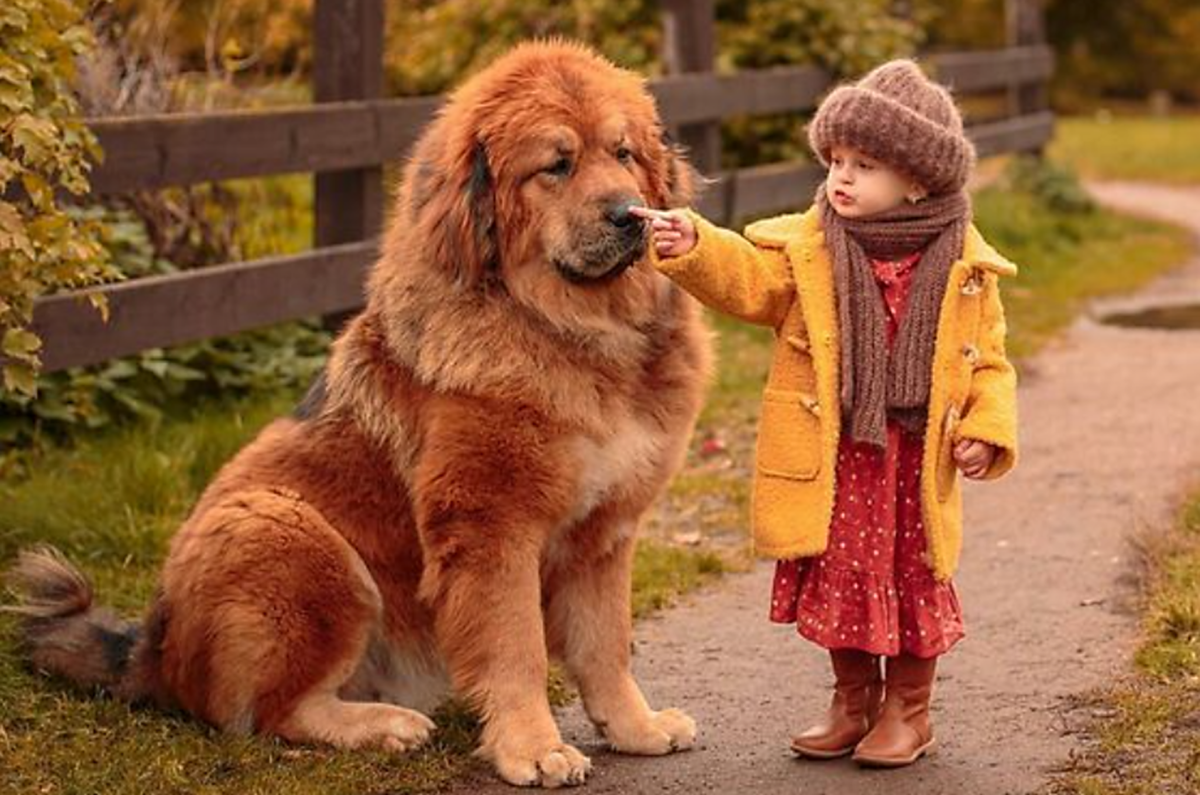 Top 15 High Maintenance Dog Breeds - HubPages