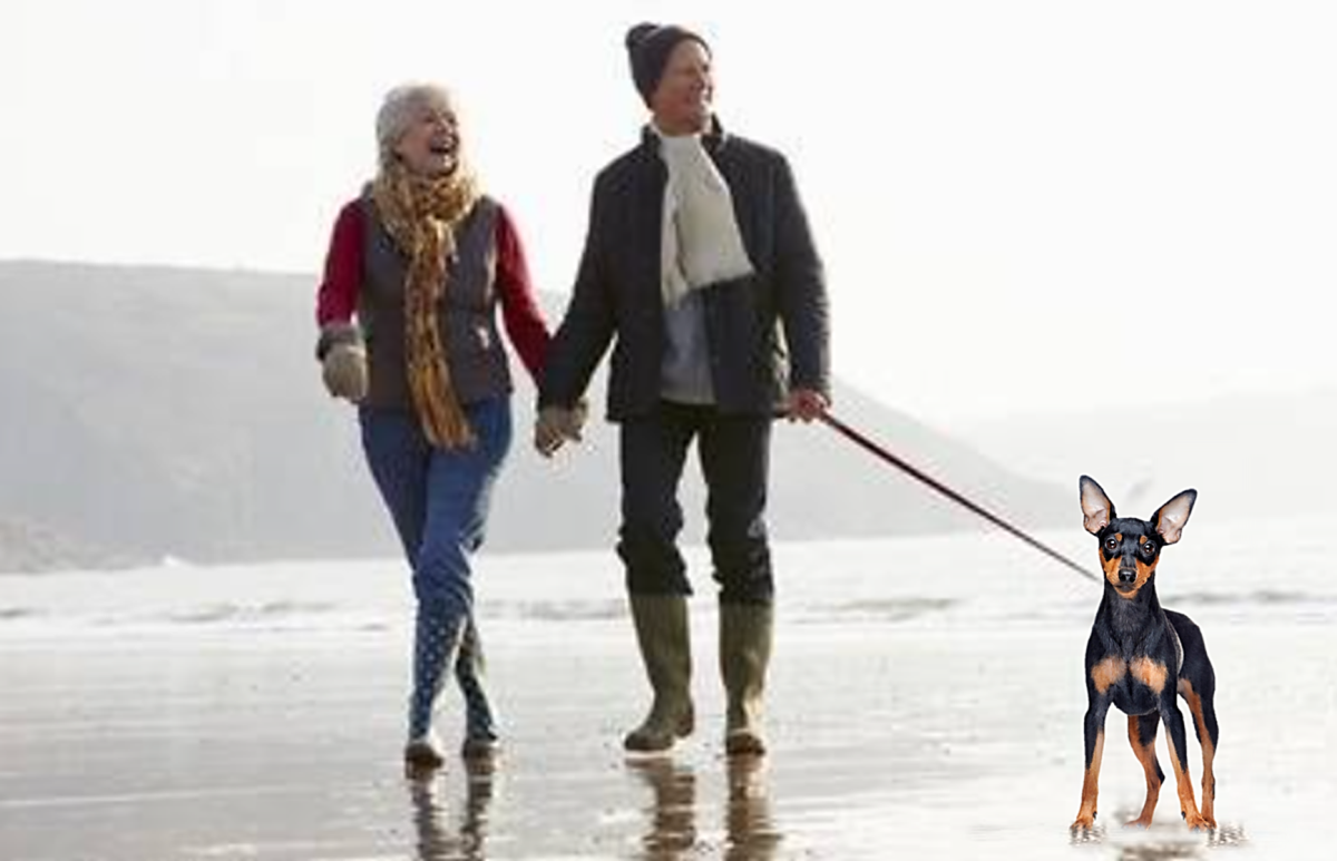 21 Best Dog Breeds for Senior Citizens - HubPages