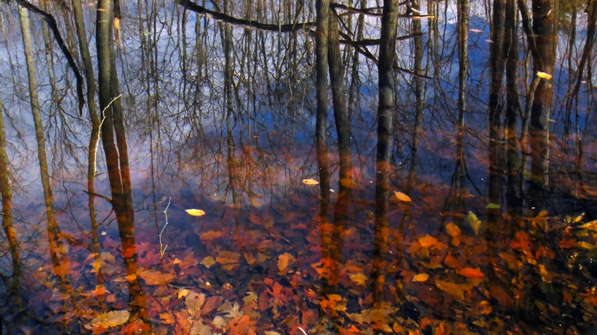 What Is the Celtic Month of Ash? - HubPages