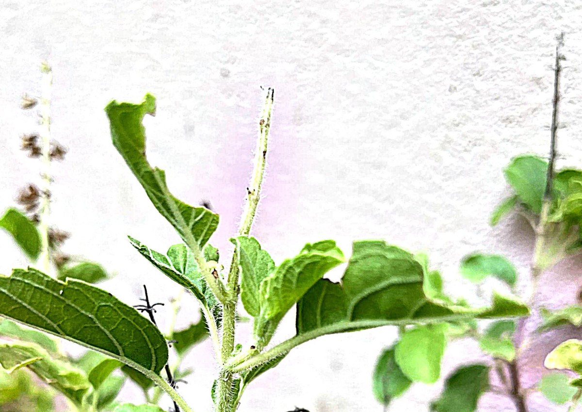 Tulsi and Thulasithara in Hindu Houses - HubPages