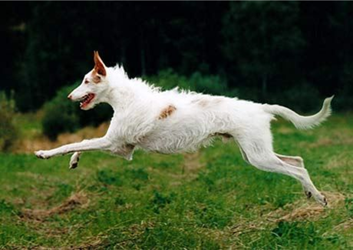 11 Dogs That Look Like Arabian Salukis - HubPages