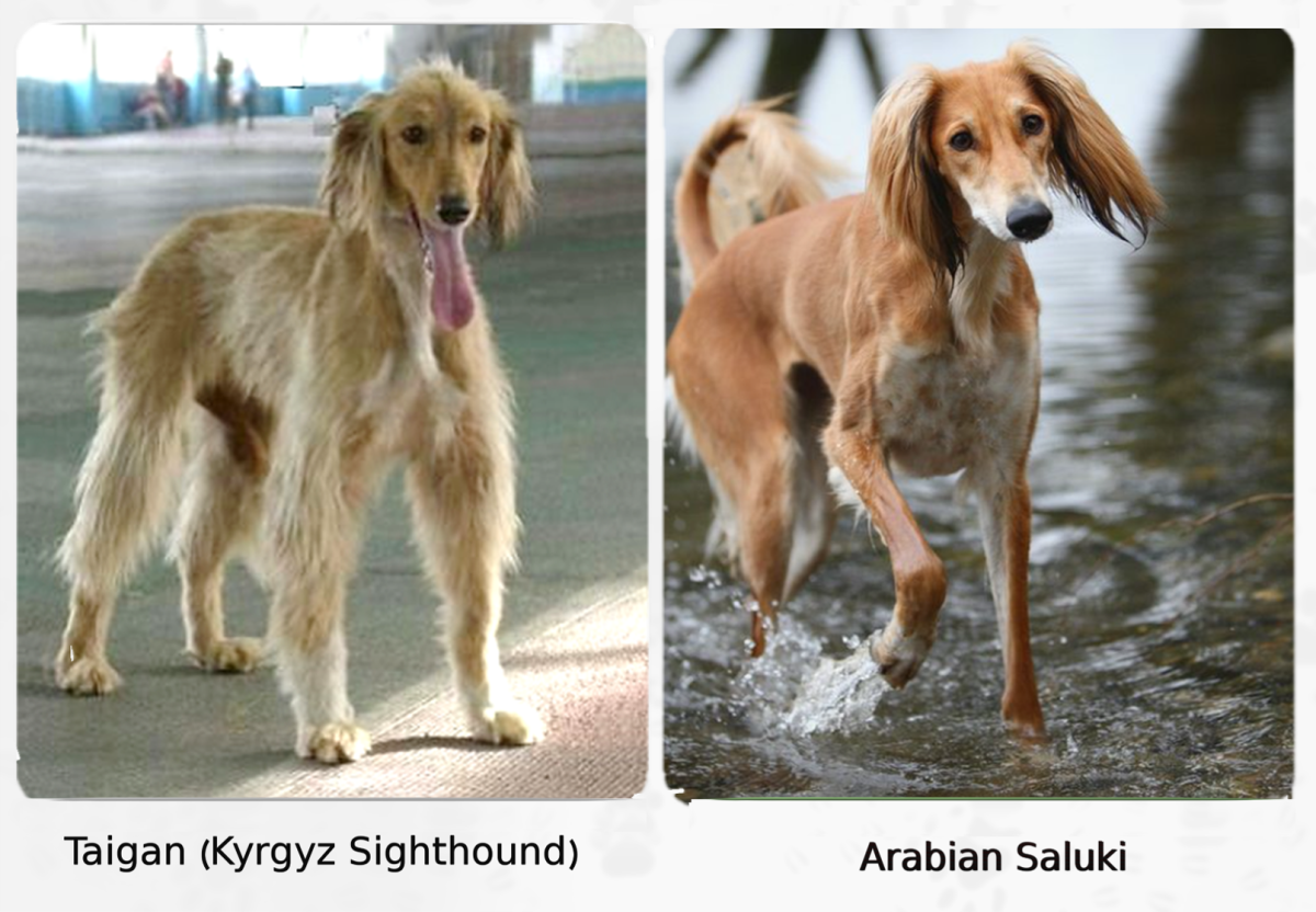 11 Dogs That Look Like Arabian Salukis - HubPages