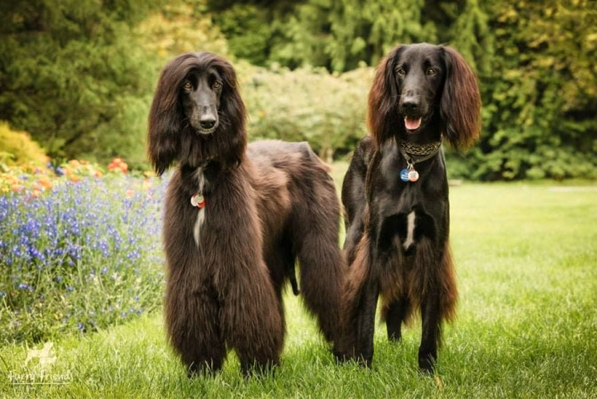 11 Dogs That Look Like Arabian Salukis - HubPages