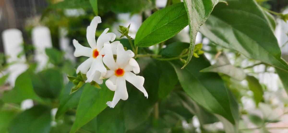 How to Grow Auspicious Parijat Flowers: Interesting Facts and Symbolism ...