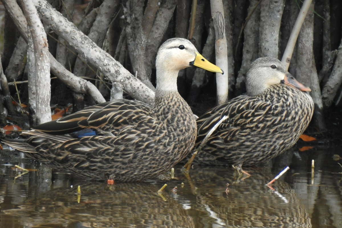 Rationalizing at the Precipice—Duck Hunting at Lake Okeechobee - HubPages