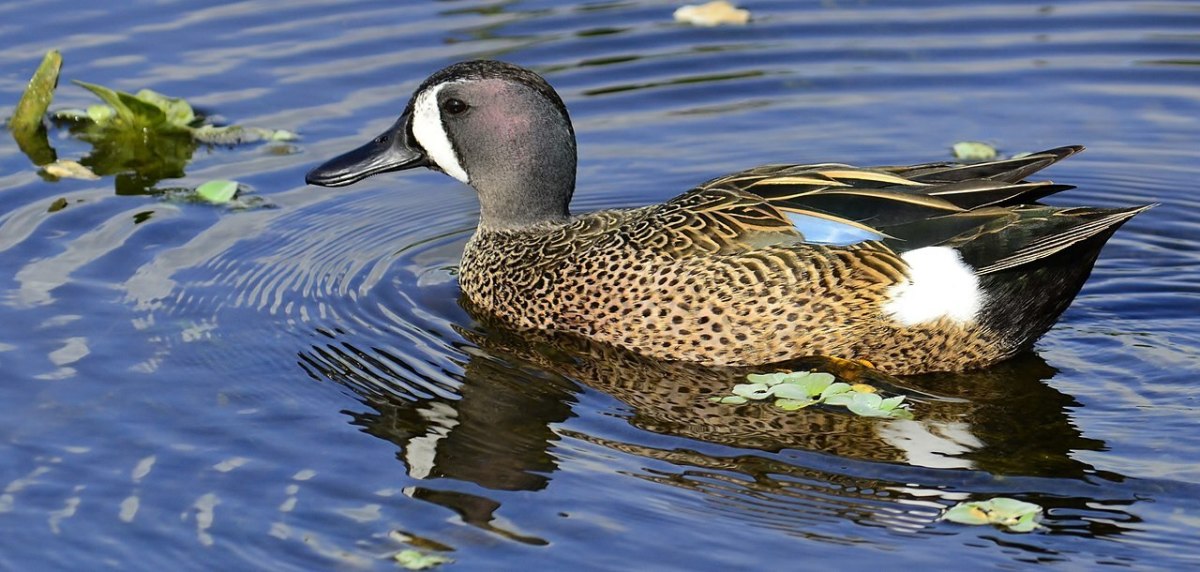 Rationalizing at the Precipice—Duck Hunting at Lake Okeechobee - HubPages