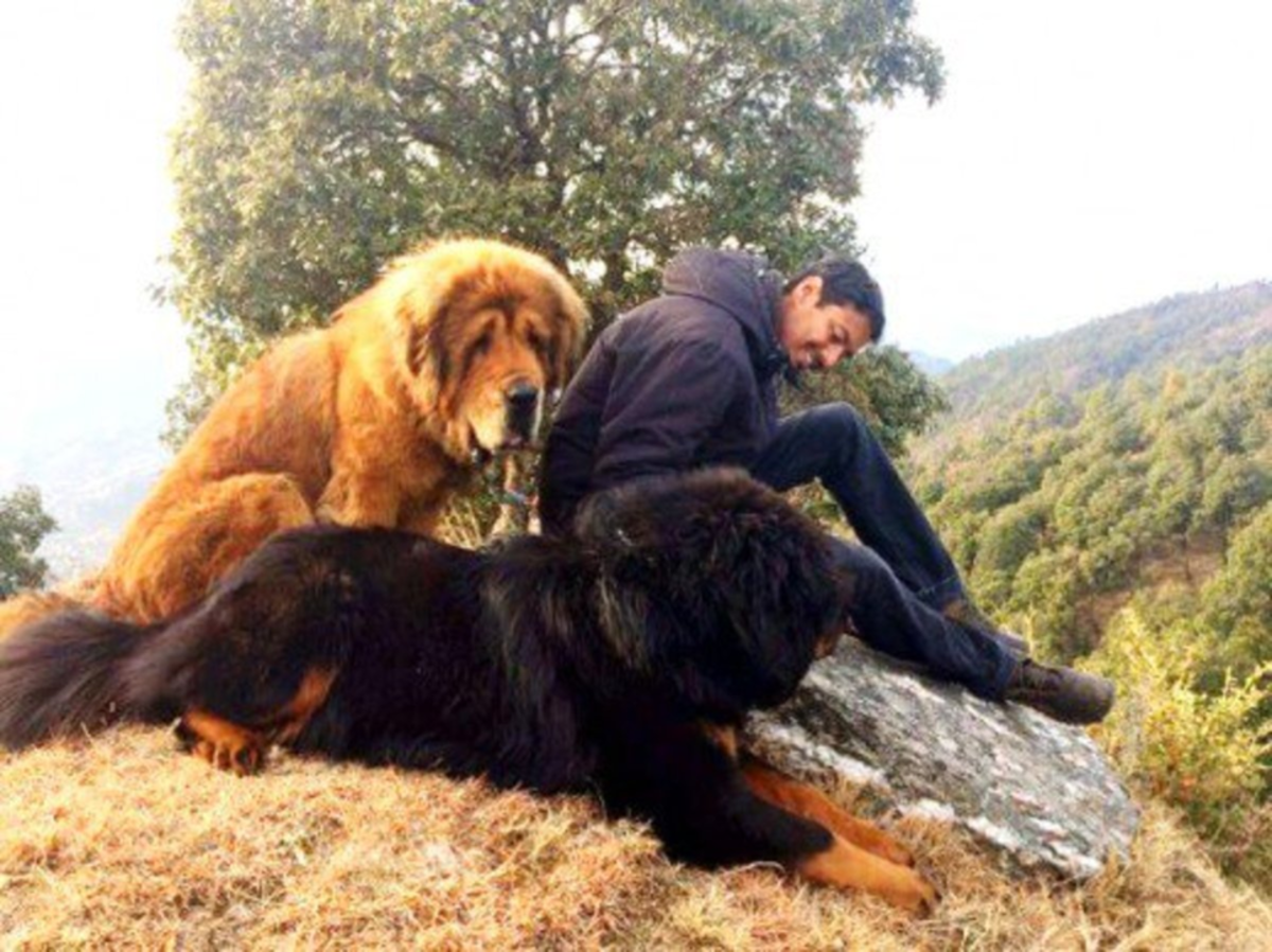 11 Indian Dog Breeds at Risk of Extinction - HubPages