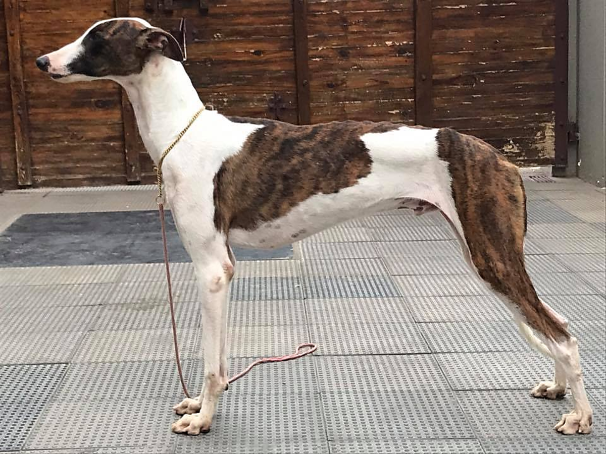 Tazi Dog: Breed Information, Facts and Characteristics - HubPages