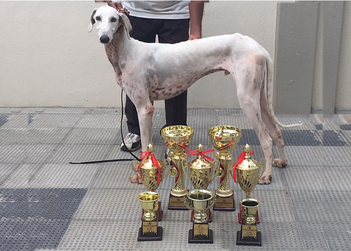 Tazi Dog: Breed Information, Facts and Characteristics - HubPages