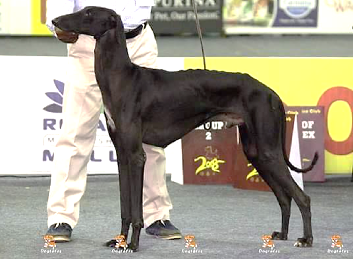 Tazi Dog: Breed Information, Facts and Characteristics - HubPages