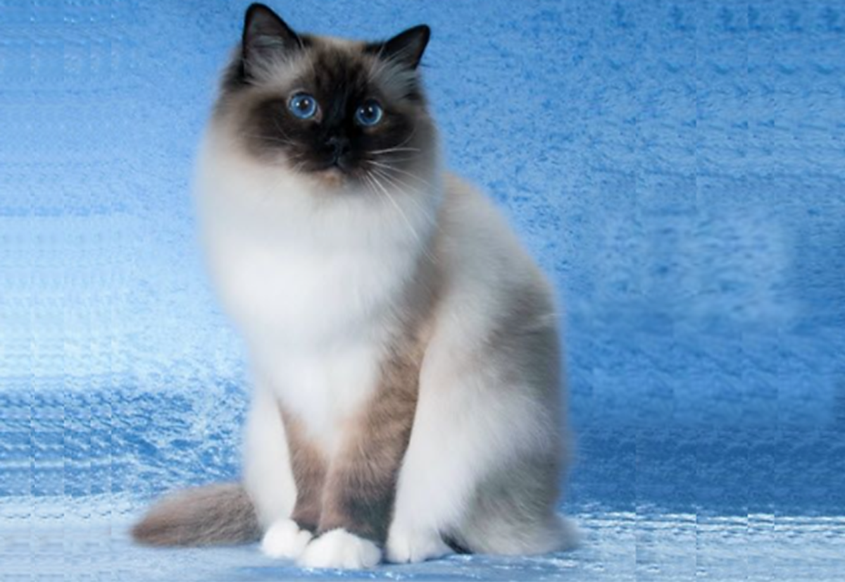 The 15 Most Affectionate Cat Breeds - HubPages
