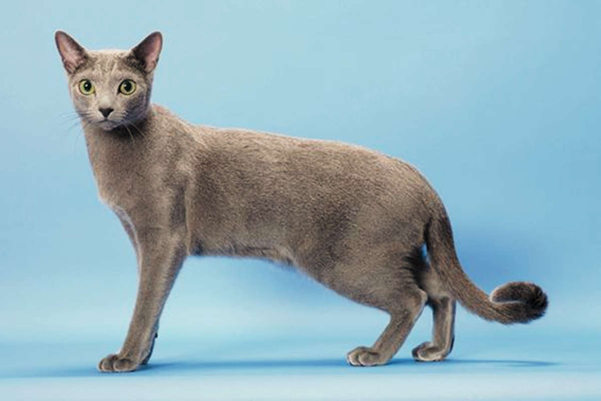 The 15 Most Affectionate Cat Breeds - HubPages