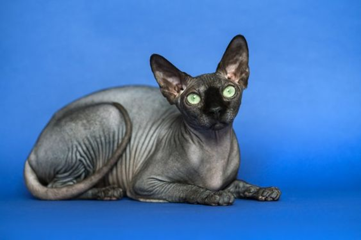 The 15 Most Affectionate Cat Breeds - HubPages