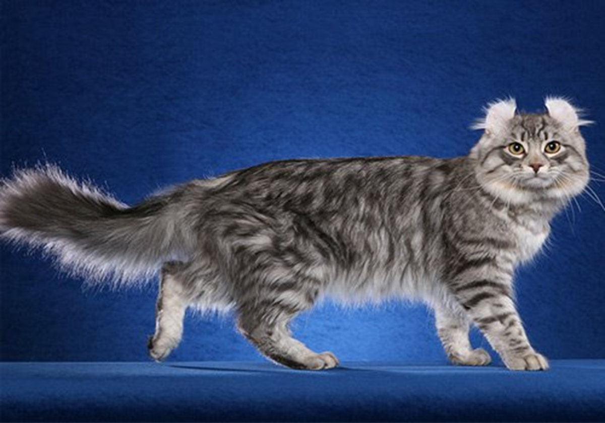 The 15 Most Affectionate Cat Breeds - HubPages