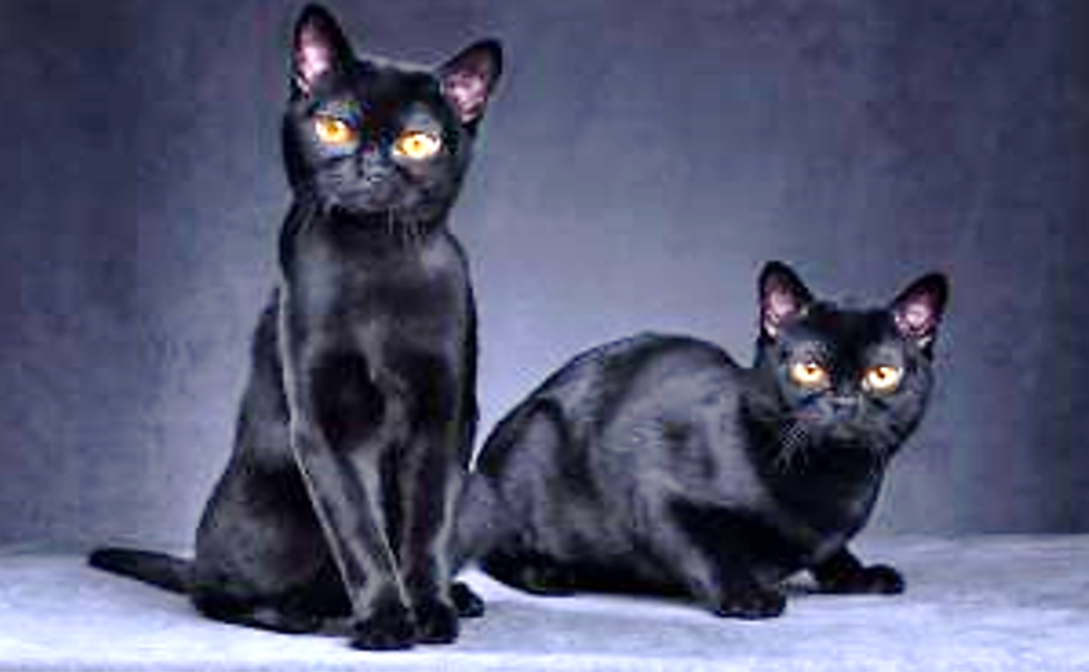 The 15 Most Affectionate Cat Breeds - HubPages