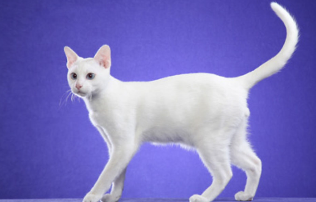 The 15 Most Affectionate Cat Breeds - HubPages