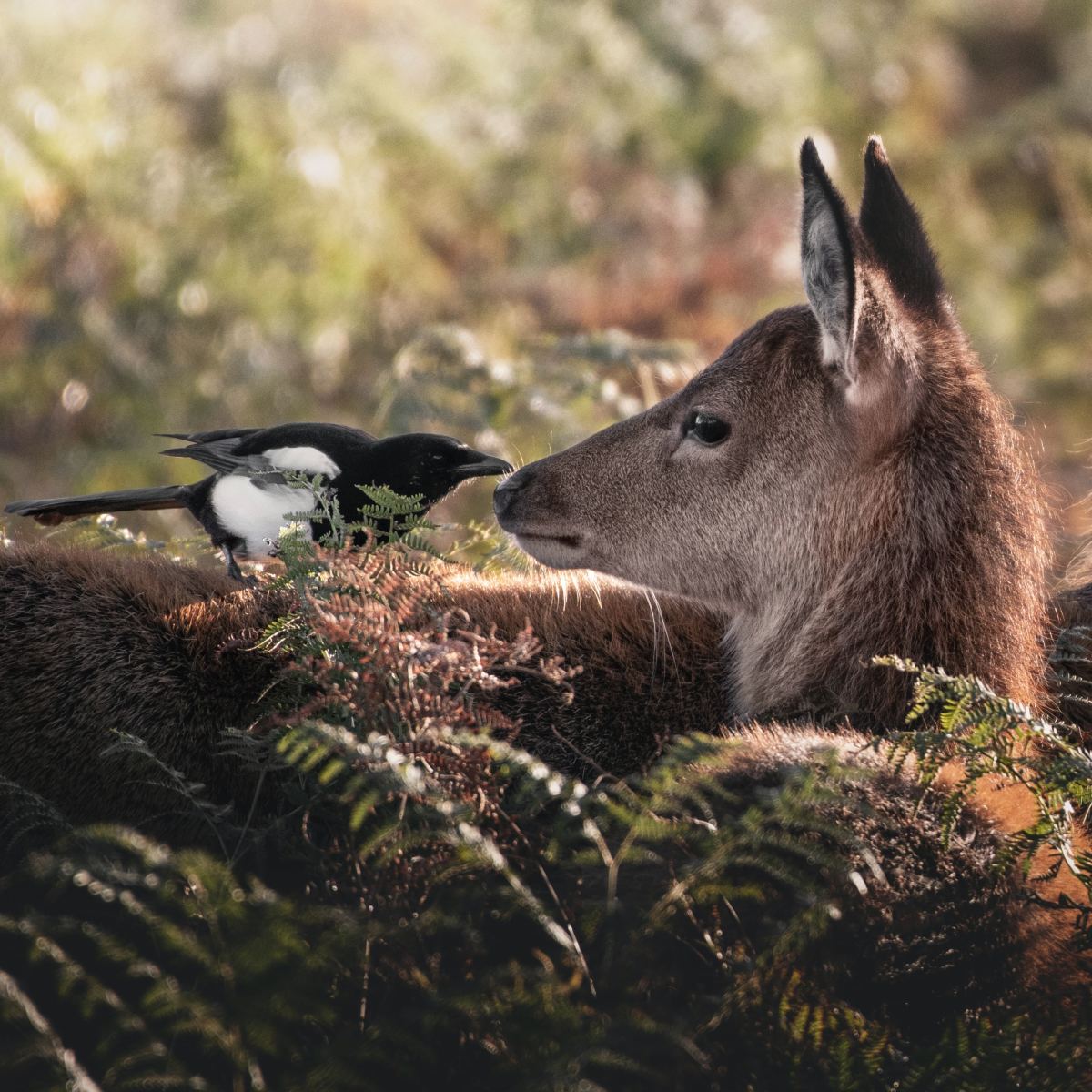 How to Deal With the Worst Garden Pests in the United States - HubPages