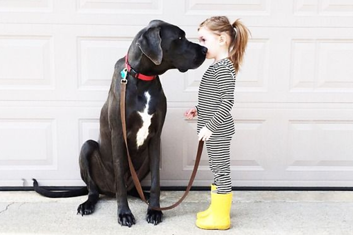 The 21 Most Affectionate Dog Breeds - HubPages