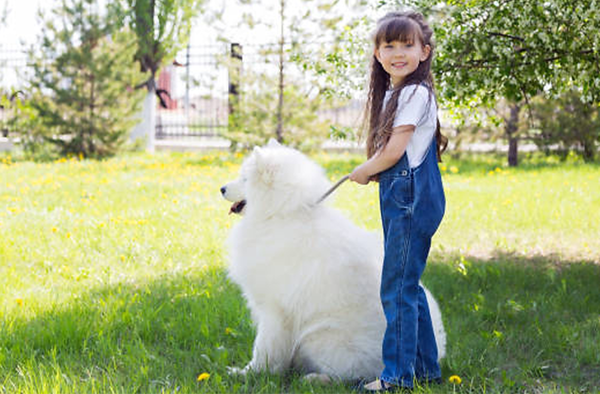 The 21 Most Affectionate Dog Breeds - HubPages